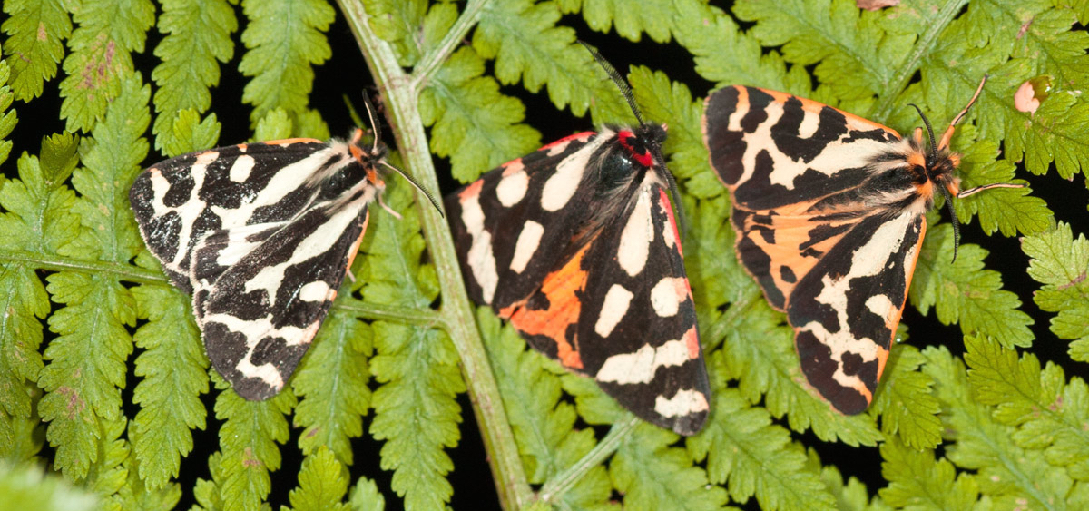 Aposematism – Ecology & Evolution of Interactions