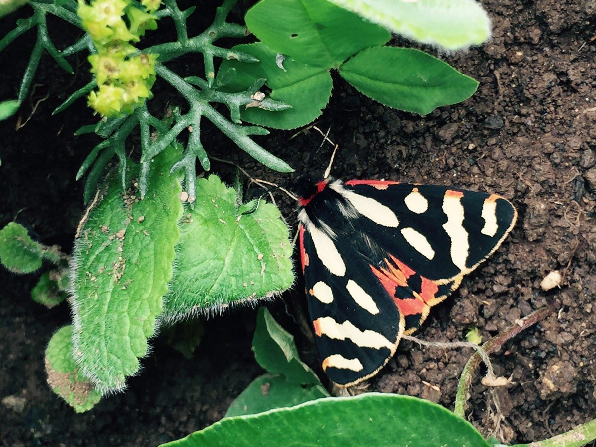 Aposematism – Ecology & Evolution of Interactions