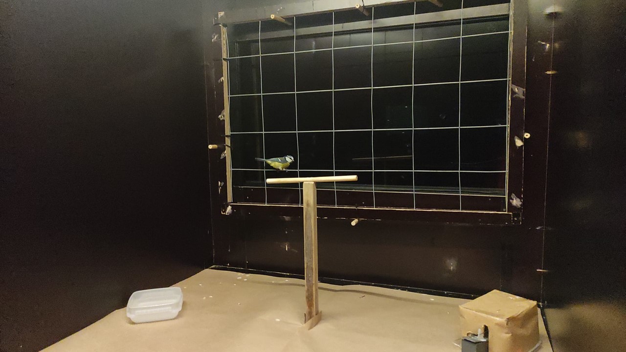 Avian predator experiments – Ecology & Evolution of Interactions